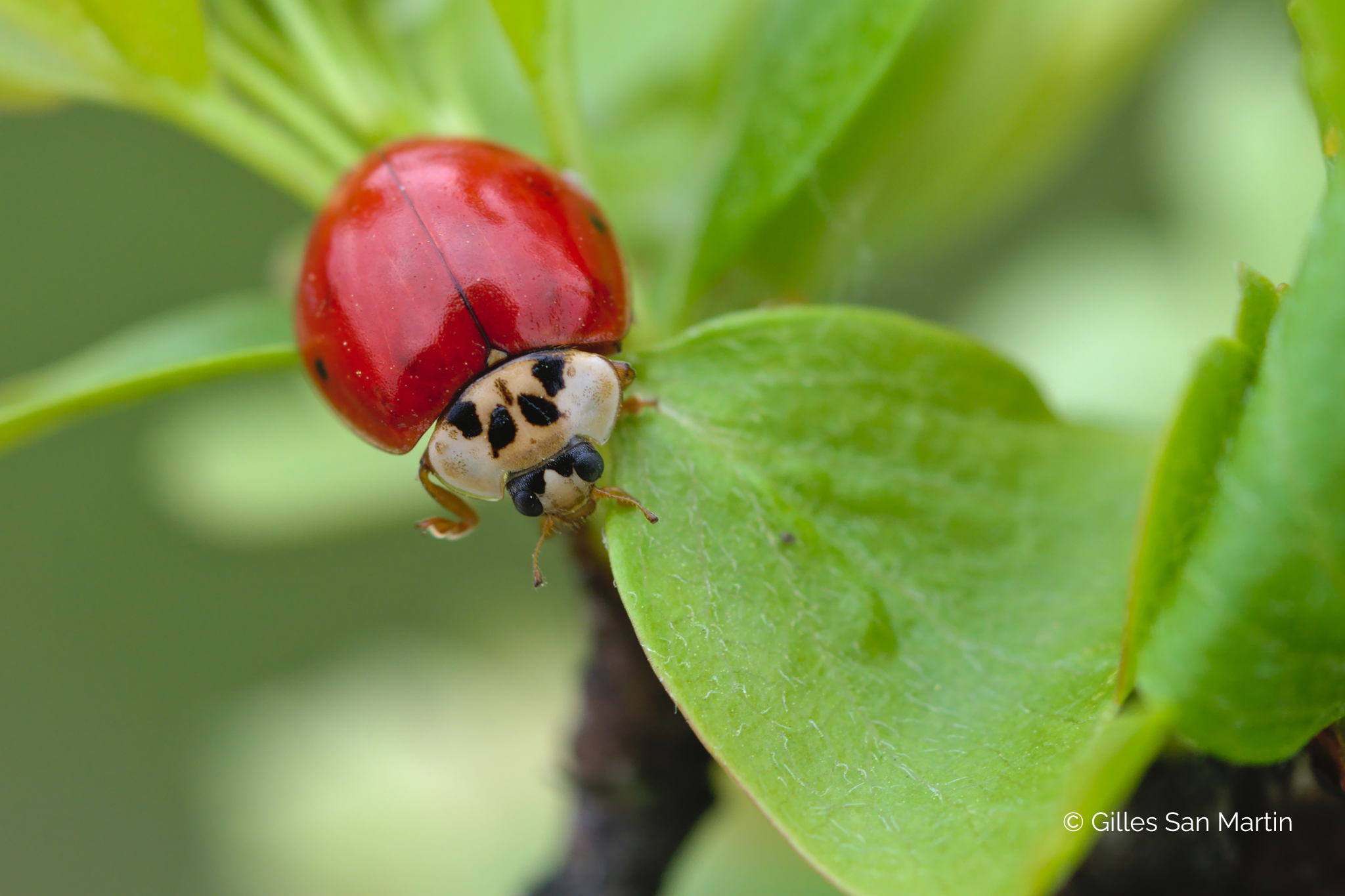 Fremmede invaderende arter